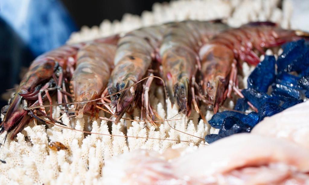 WILD CATCH LTD – Premium Quality