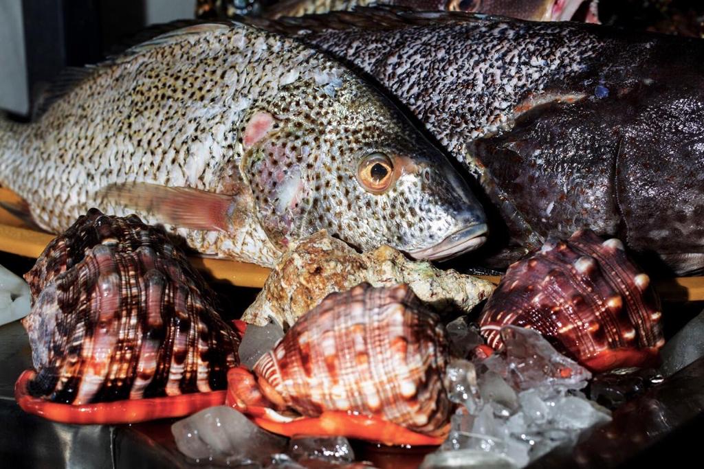 WILD CATCH LTD – Premium Quality